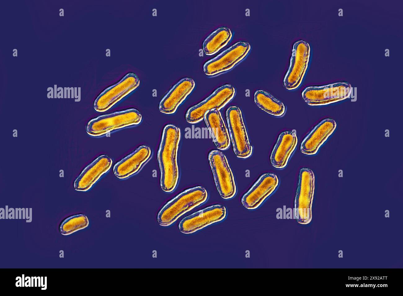 Salmonella is the bacteria responsible for salmonellosis, a very ...