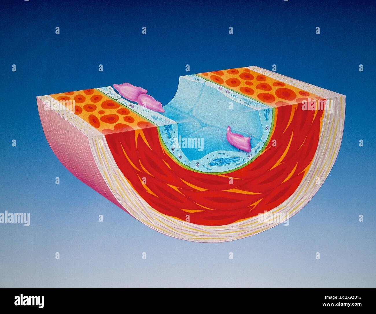 Cross-section of a blood vessel, with platelets in purple BLOOD VESSEL ...