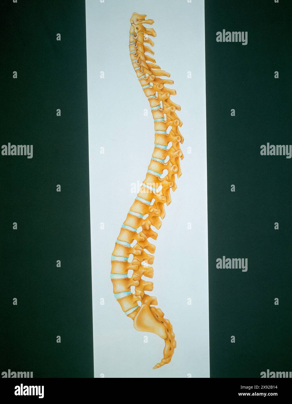 Osteomuscular hi-res stock photography and images - Alamy