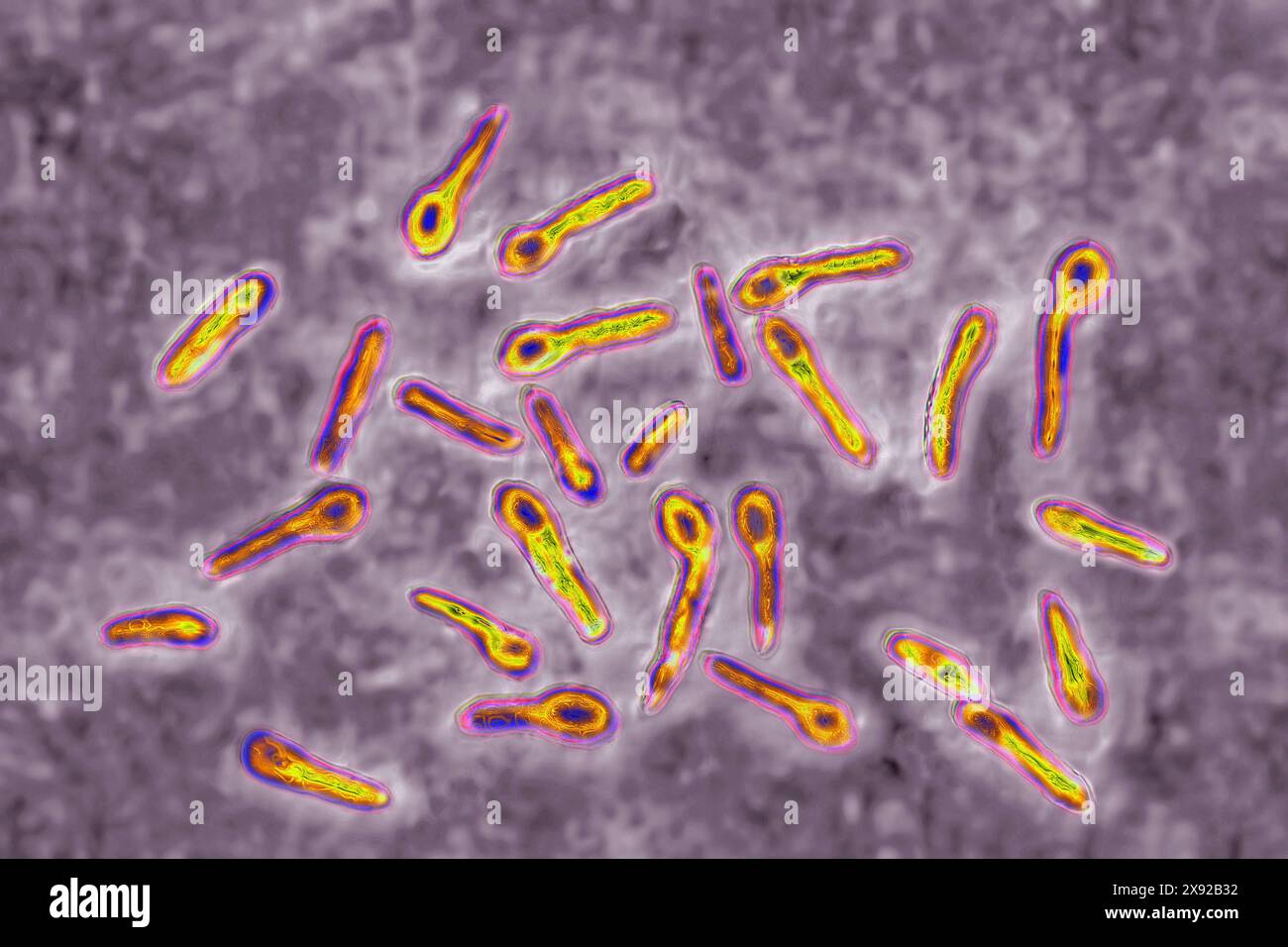 Bacteria Do Tetano Tetanus Bacteria Stock Illustration. Illustration