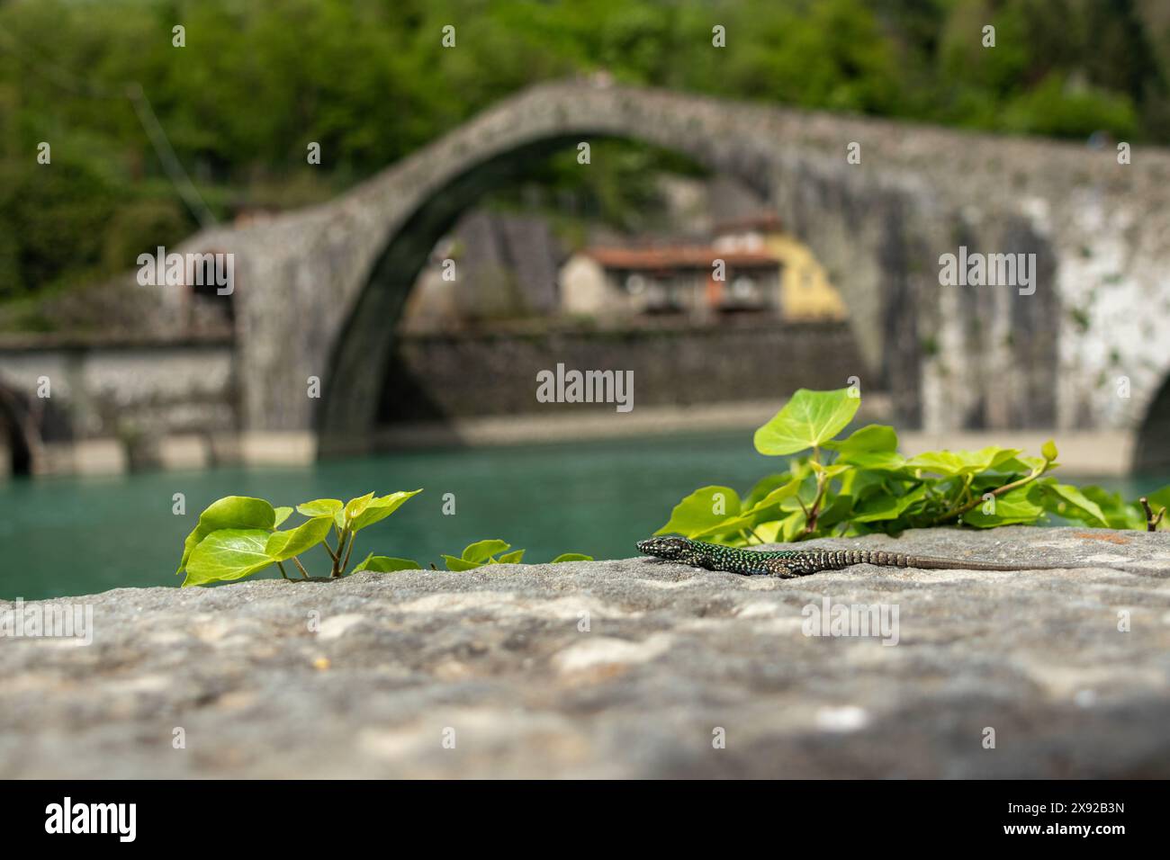 A colourful lizard on a wall in front of the Magdalene Bridge - Devil's ...