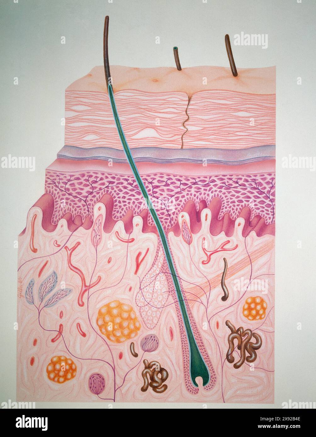 The skin is composed of several layers. From top to bottom: the horny ...