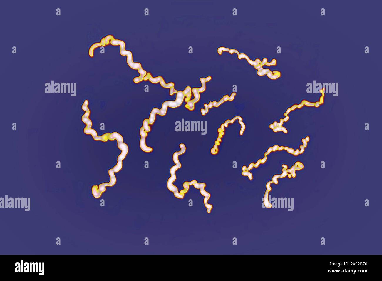 Borrelia - pathogenic bacteria Spirochaetota responsible for Lyme ...