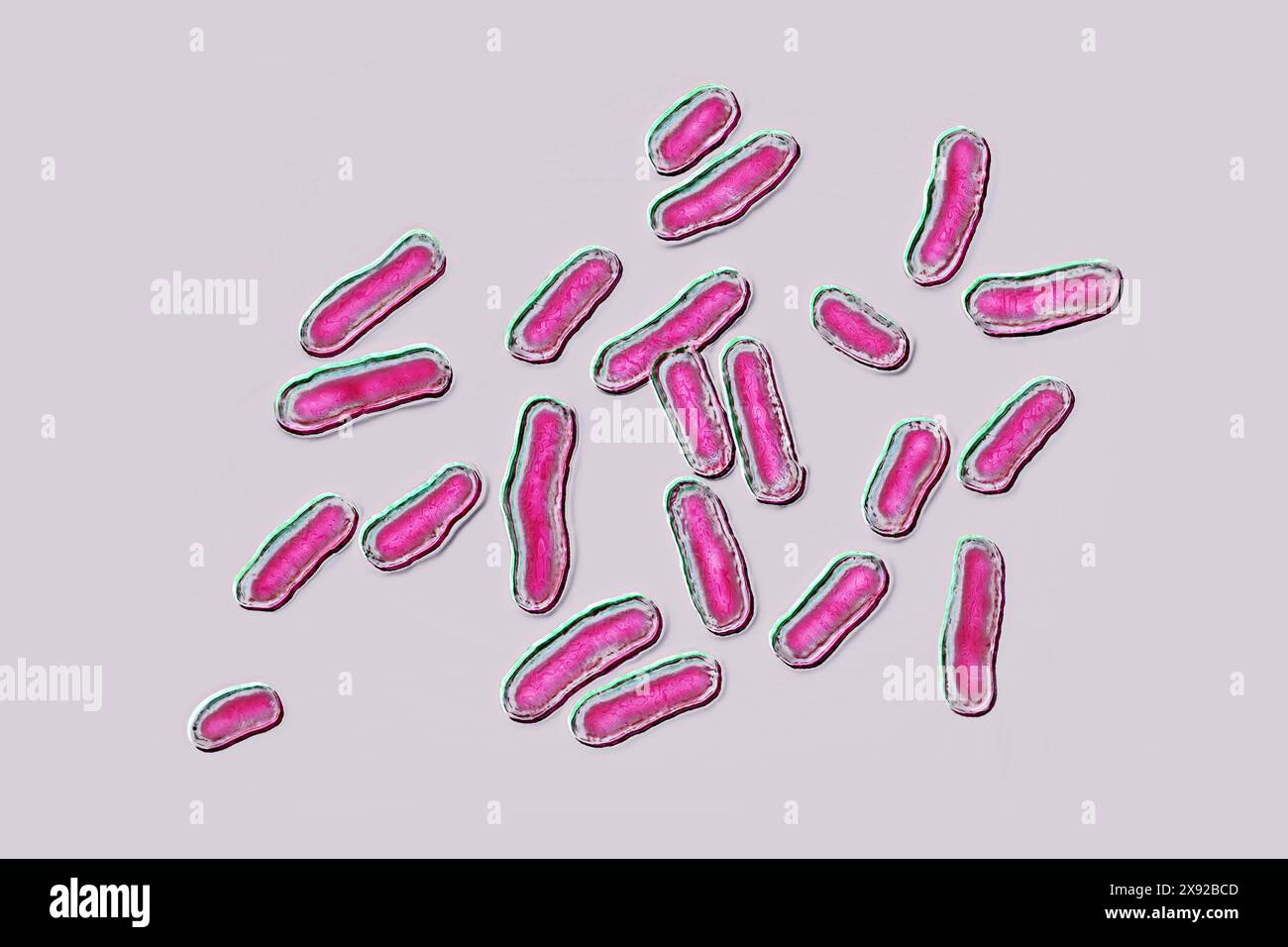 Salmonella is the bacteria responsible for salmonellosis, a very ...