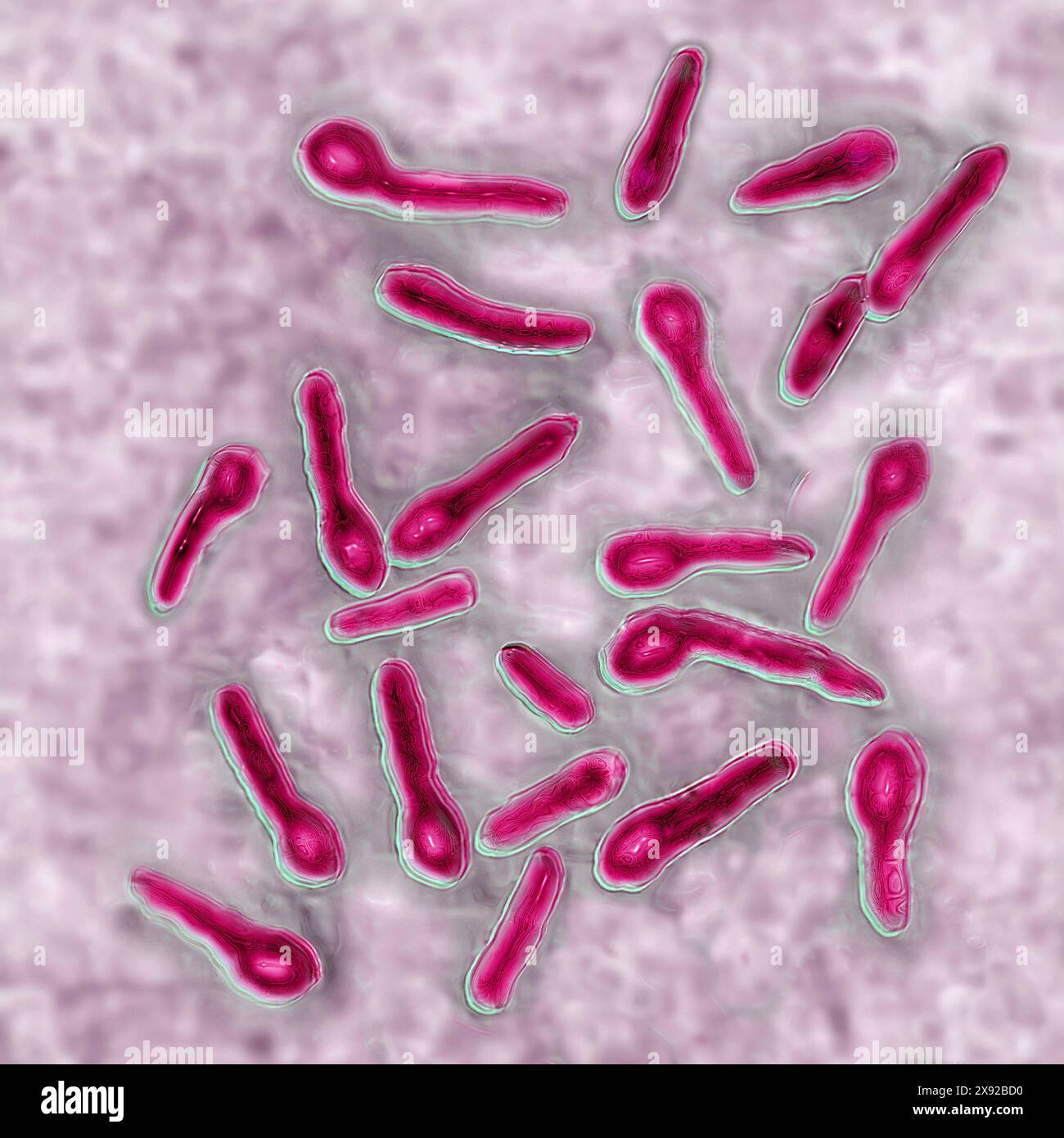 Clostridium tetani bacteria hi-res stock photography and images - Alamy