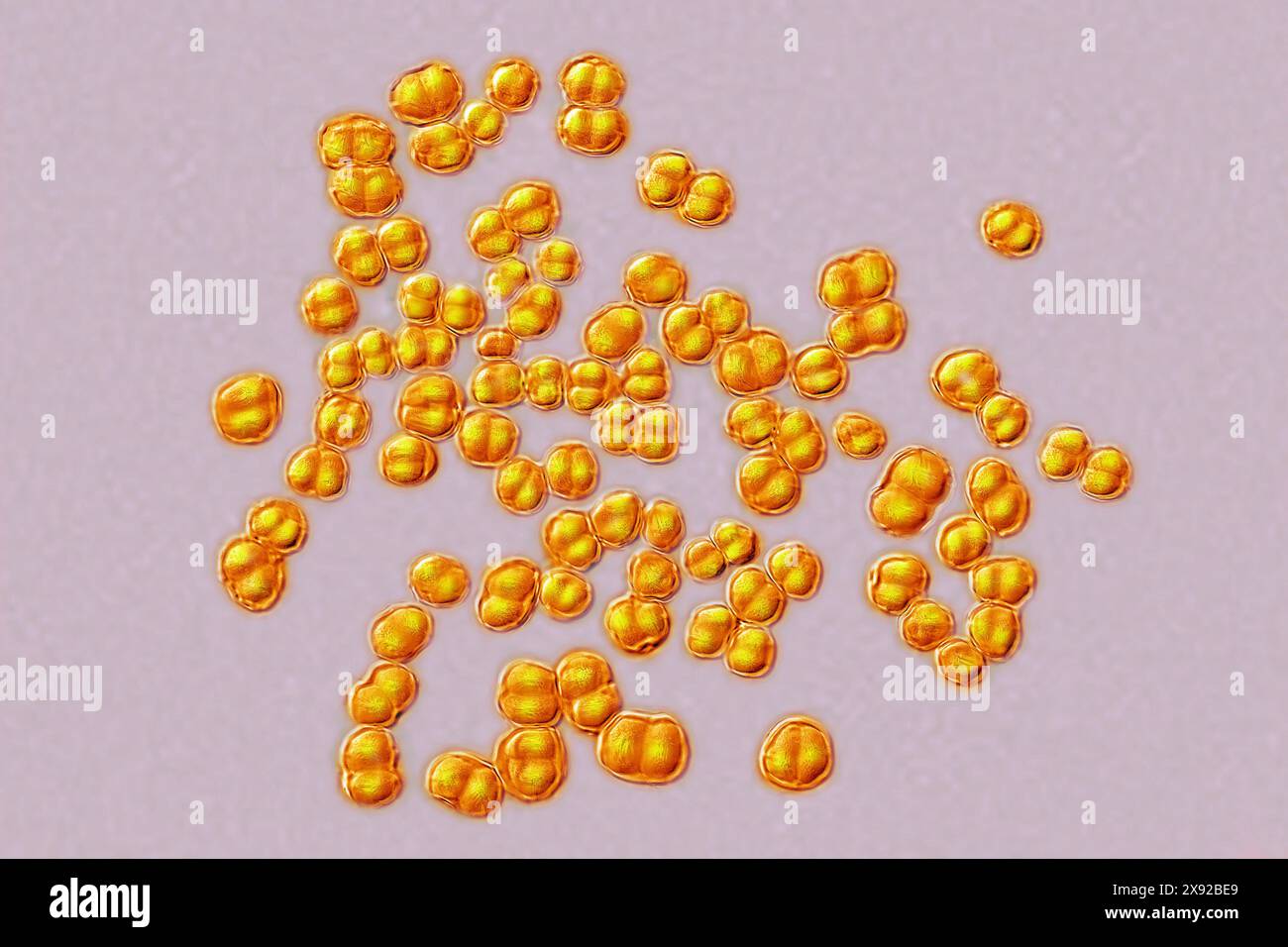 Meningococcus or meningococcal disease or Neisseria meningitidis, is a ...