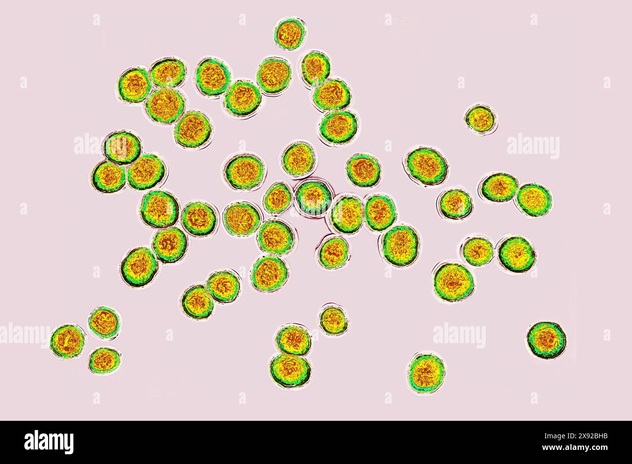 Staphylococci Staphylococcus pyogenes aureus, bacteria responsible for ...