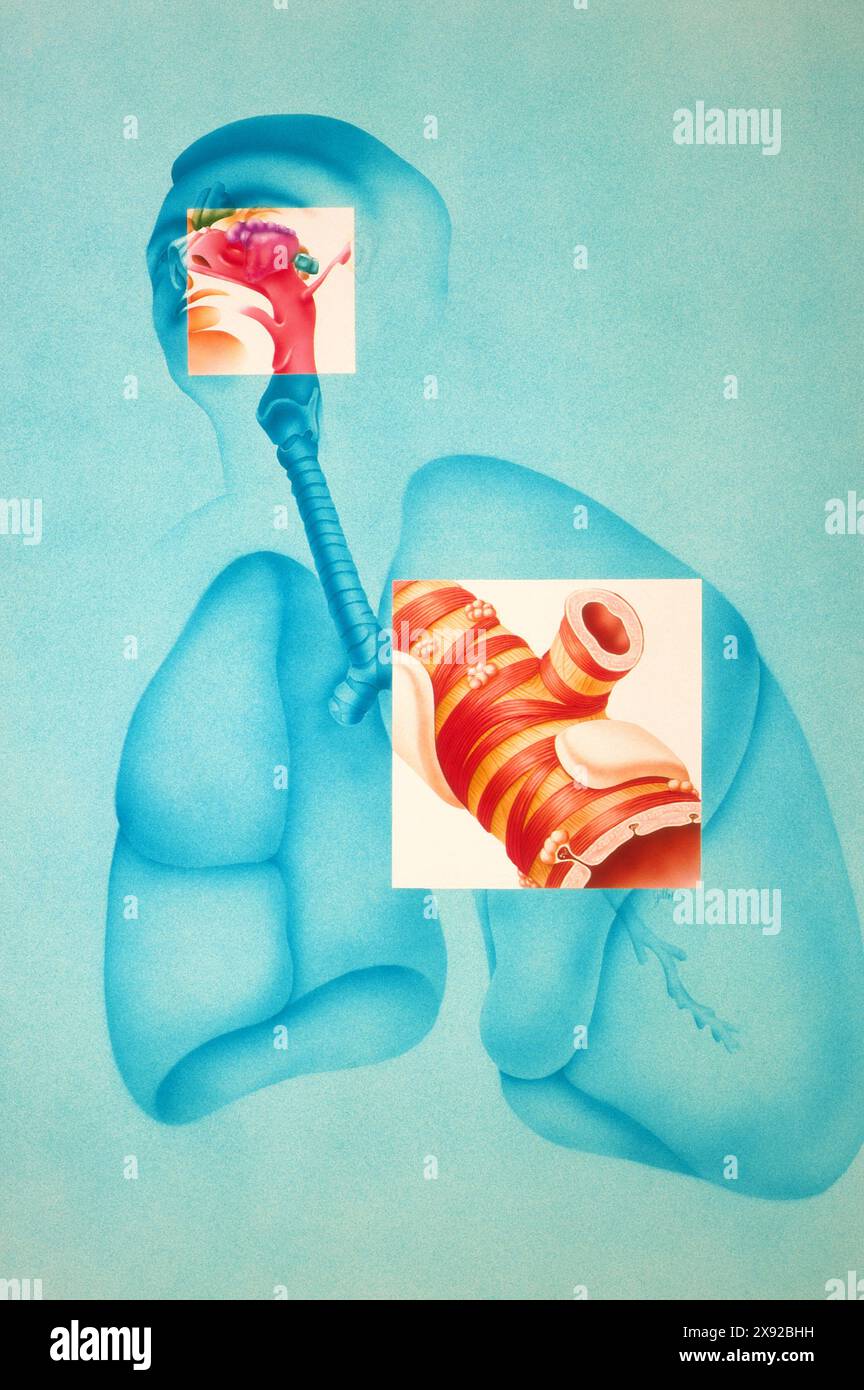 Respiratory track with cross-section of a bronchus. BRONCHUS, DRAWING ...