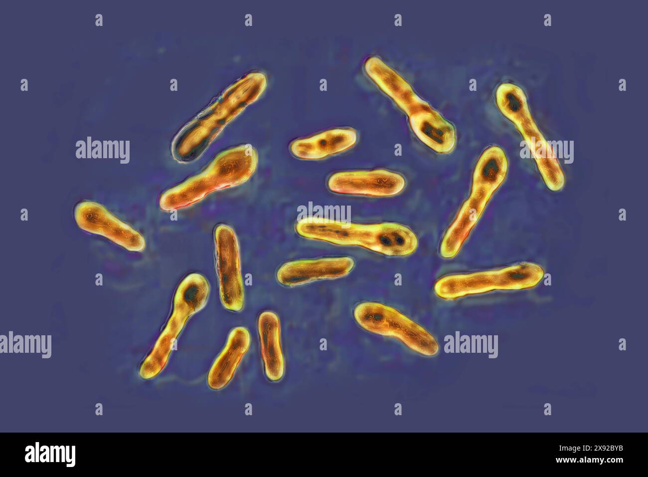 Clostridium botulinum bacteria hi-res stock photography and images - Alamy