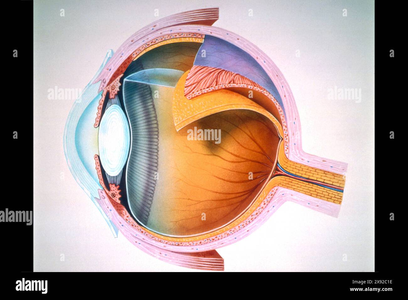 Cornea cut away hi-res stock photography and images - Alamy