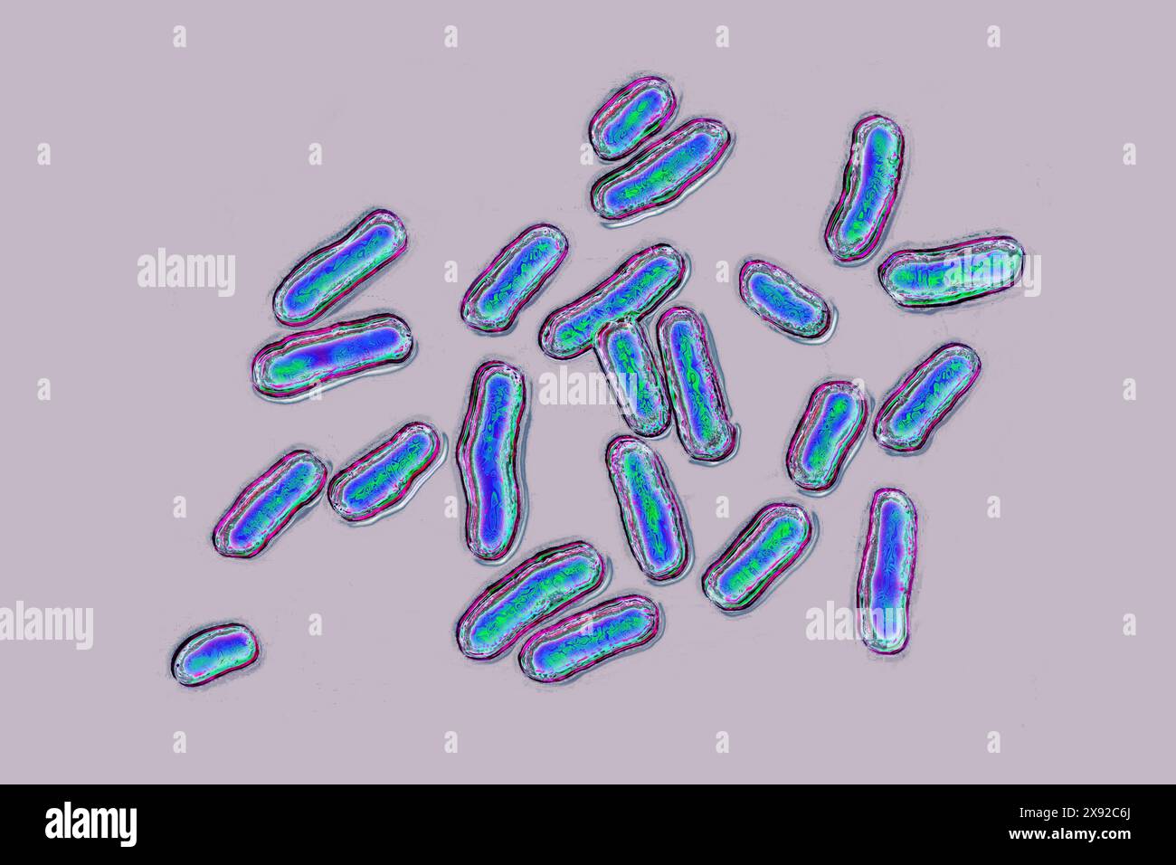 Enterobacteriaceae hi-res stock photography and images - Alamy