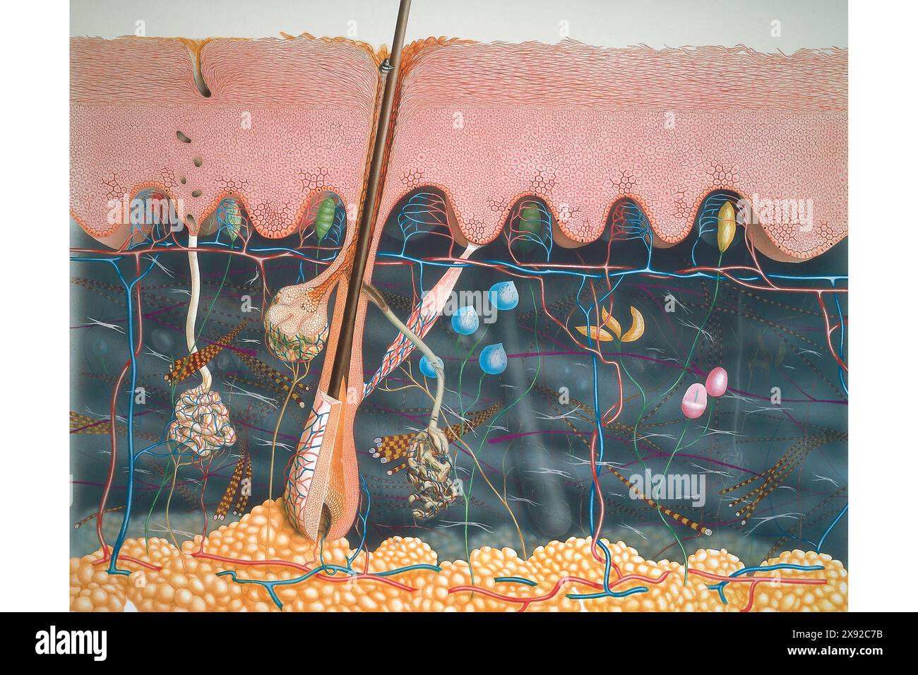 Epidermis, dermis, hypodermis, nerve endings, sebaceous glands and hair ...