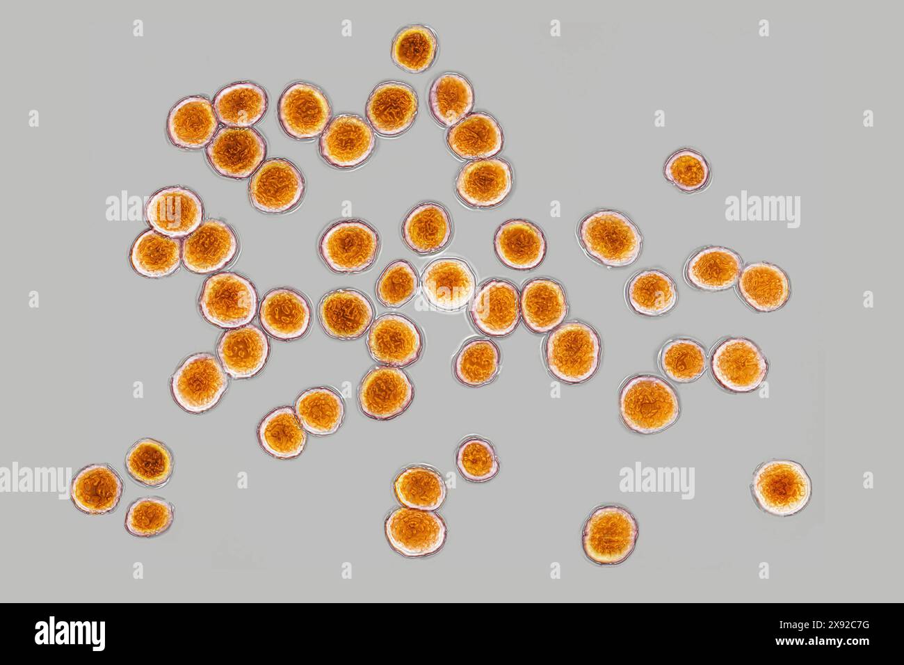 Staphylococci Staphylococcus pyogenes aureus, bacteria responsible for ...