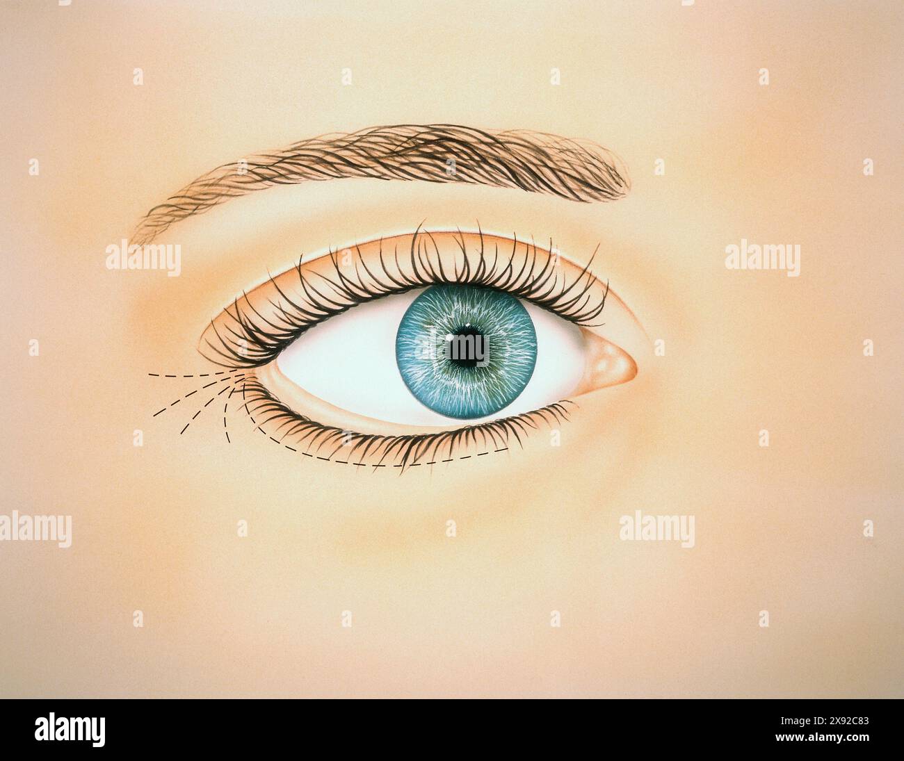 First Wrinkles Wrinkle Drawing 001248 002 Stock Photo Alamy