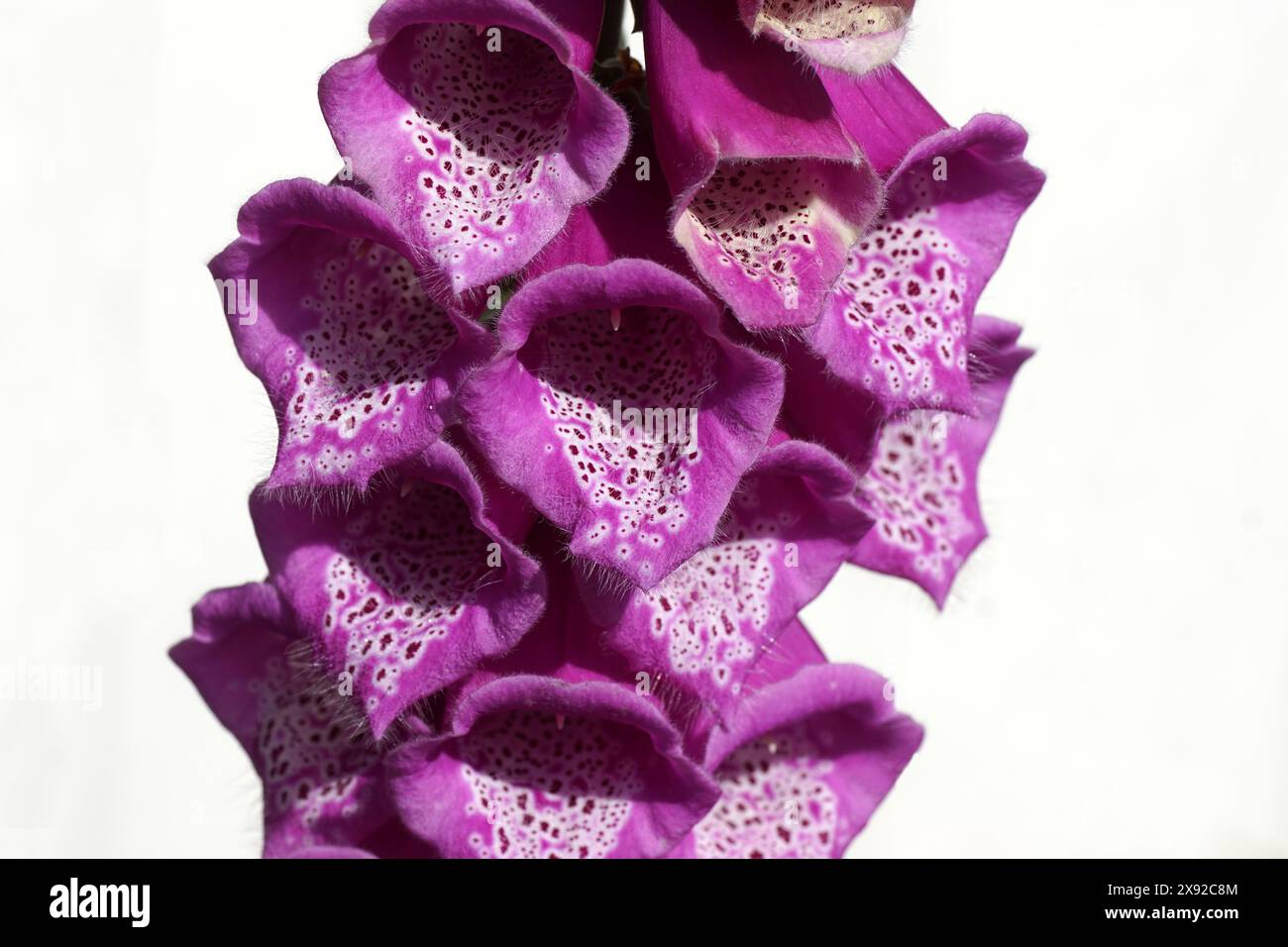 Closeup pink Flowering foxglove (Digitalis), plantain family ...
