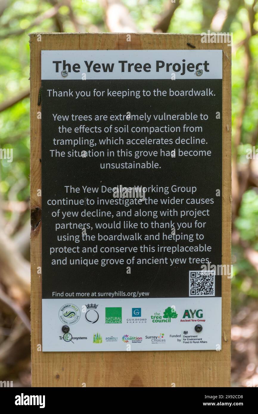 Notice about The Yew Tree Project, to protect ancient yew trees at ...