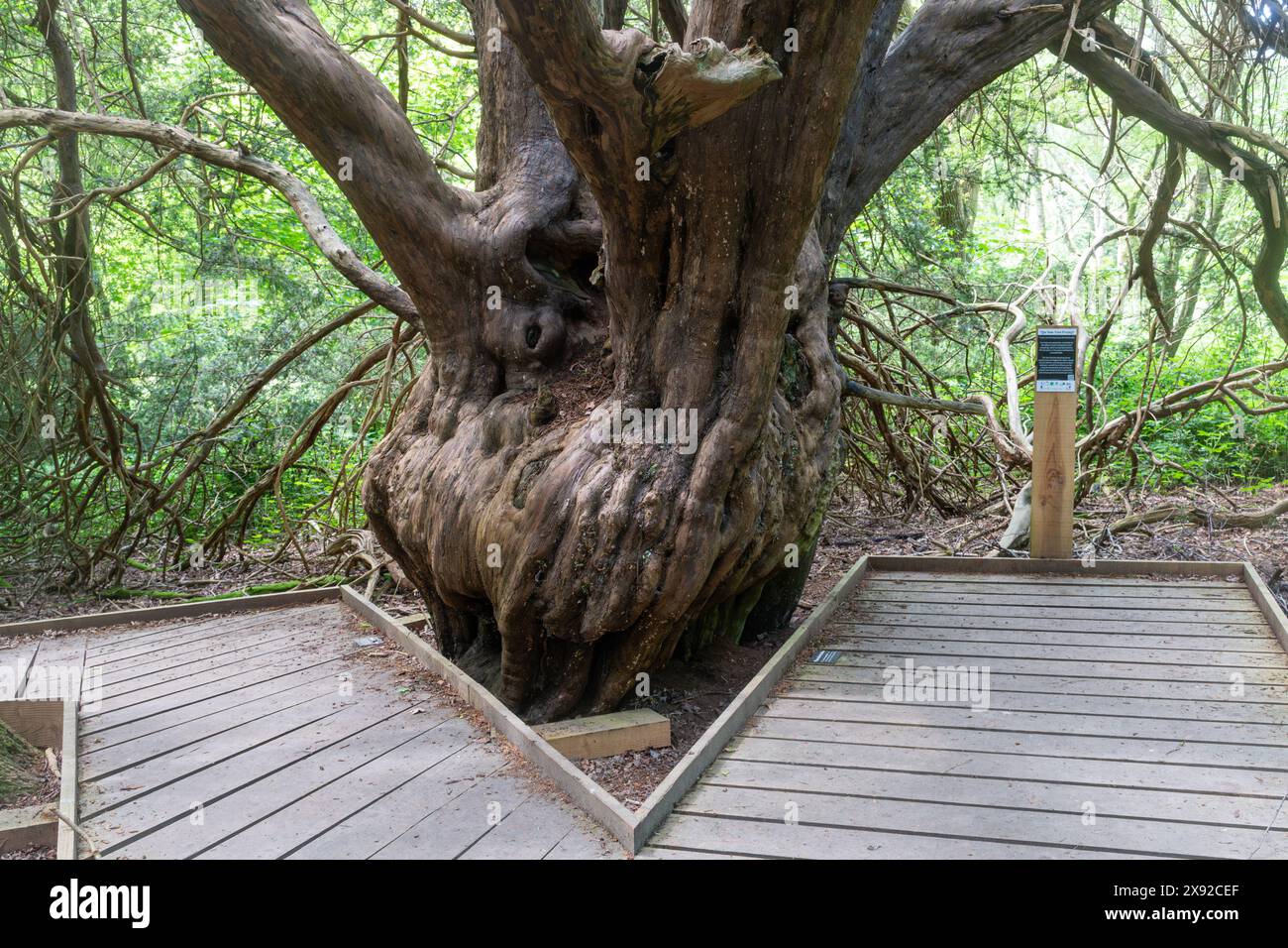 Ancient yew tree at Newlands Corner, in the North Downs, Surrey ...