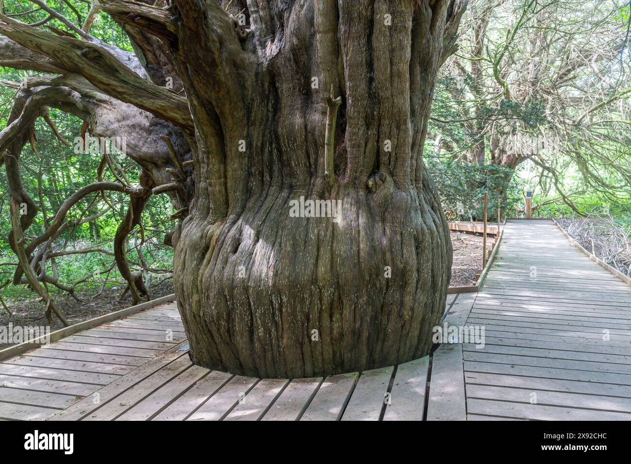 Ancient yew tree at Newlands Corner, in the North Downs, Surrey ...