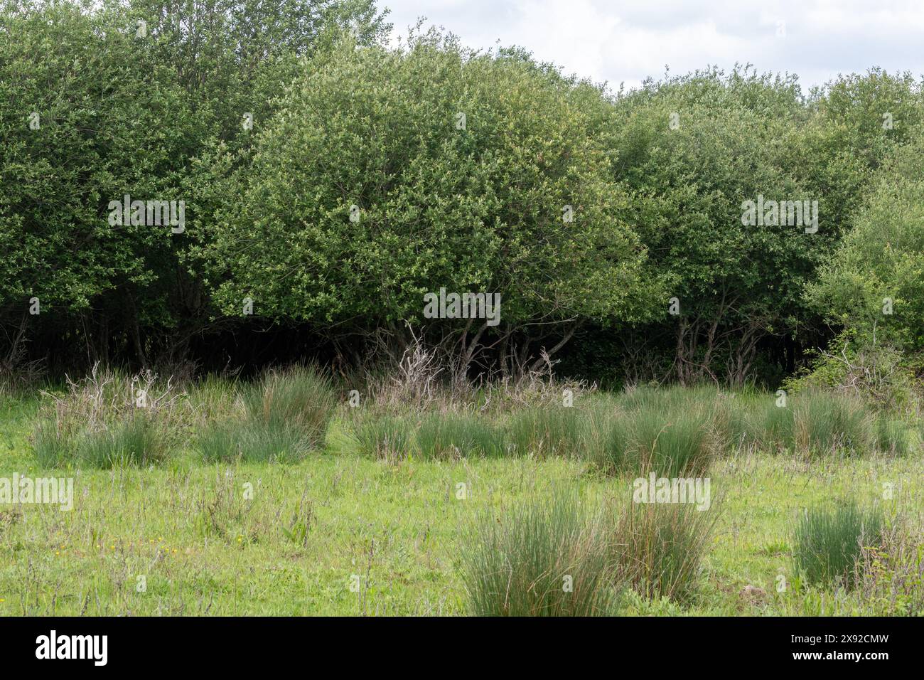 Browse line at edge of woodland caused by deer or other herbivores ...