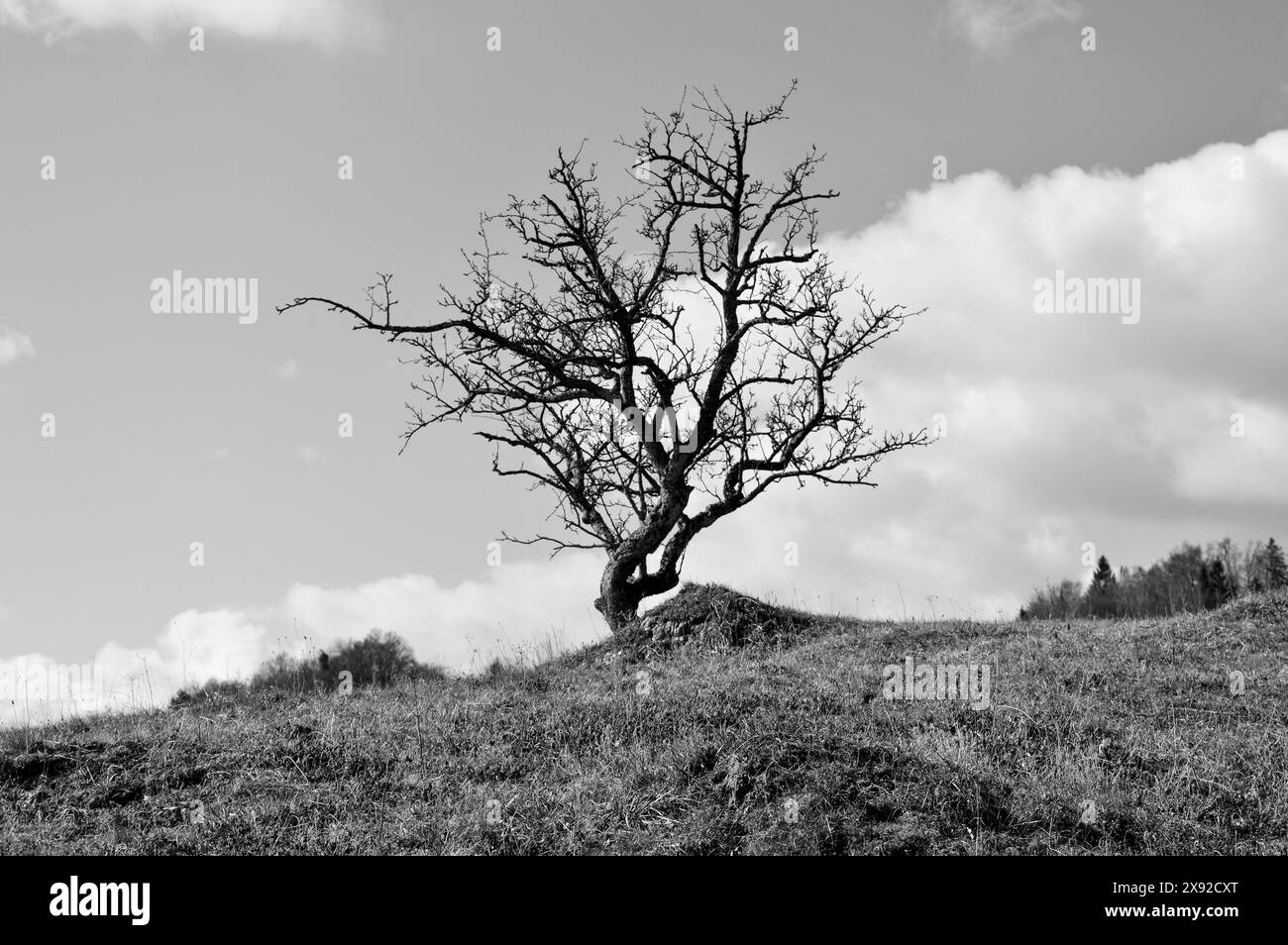 Tree on a hill Black and White Stock Photos & Images - Alamy