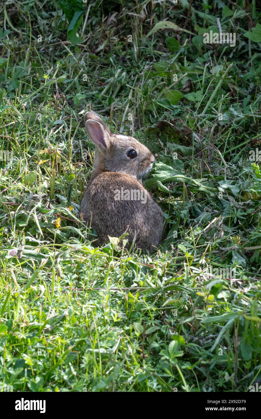 Young rabbit feeding in grassland habitat during spring at the Knepp ...
