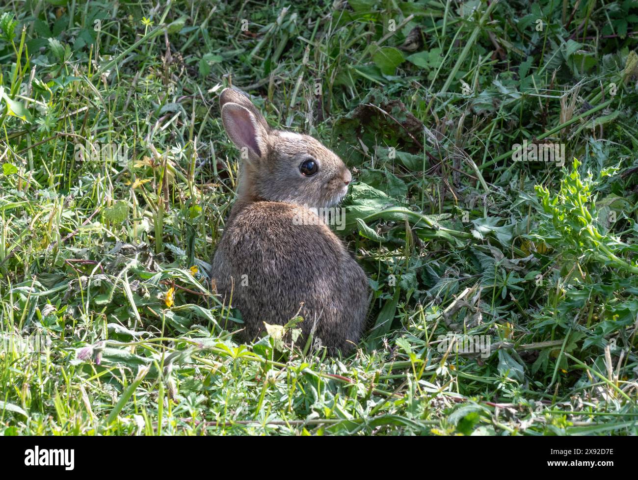 Young rabbit feeding in grassland habitat during spring at the Knepp ...