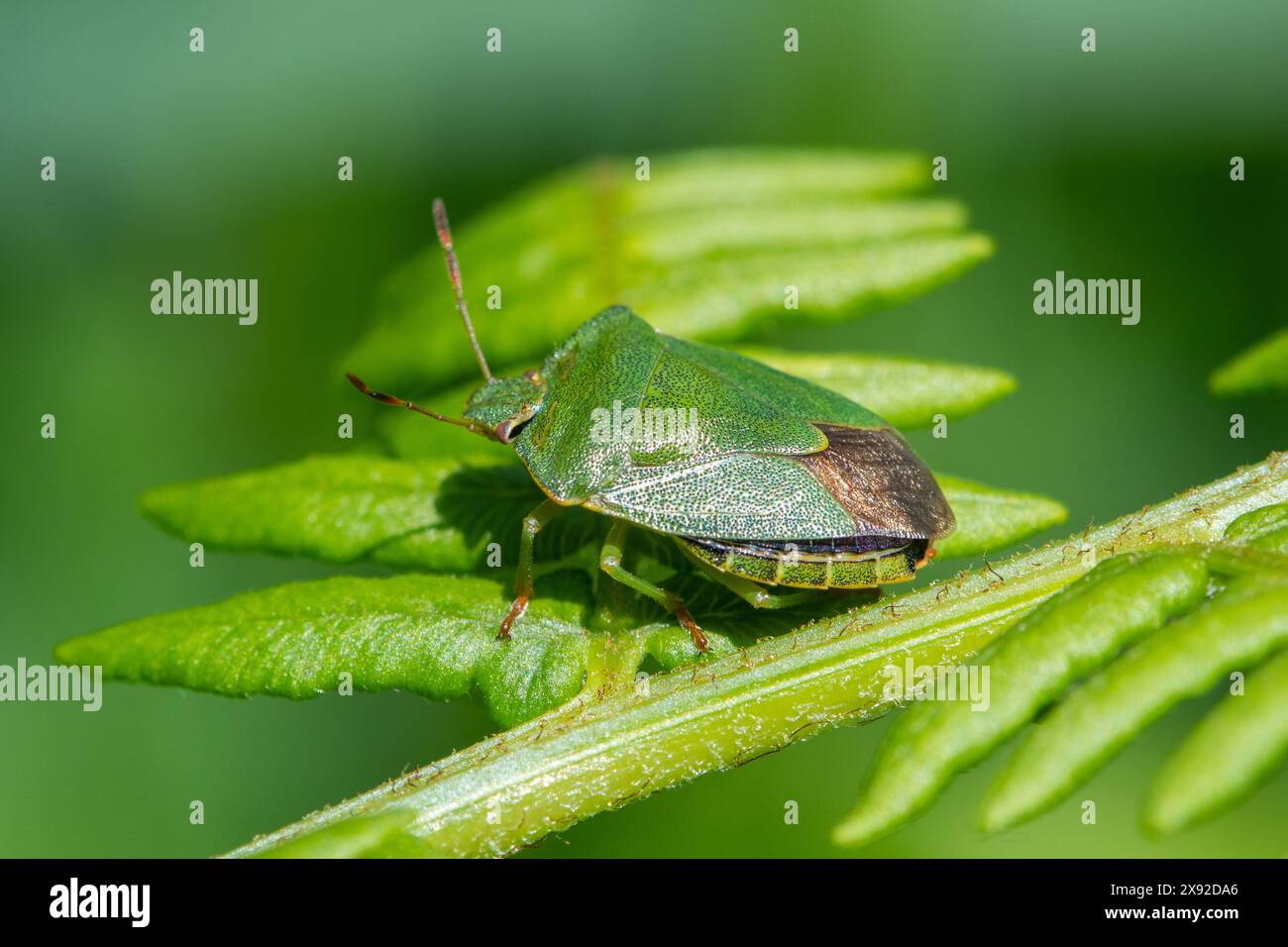 Common green shieldbug (Palomena prasina) on green bracken plant during May, Hampshire, England ...