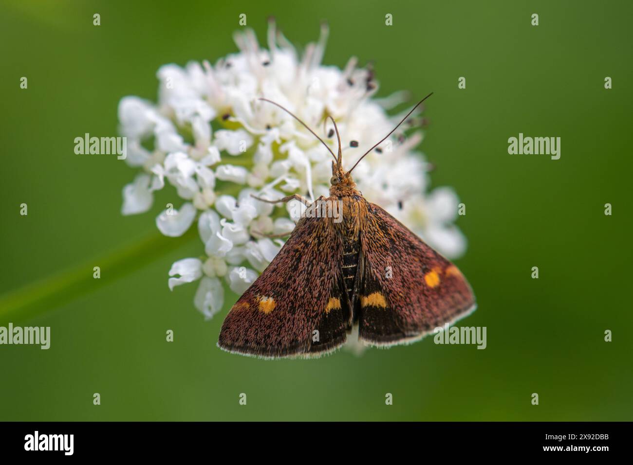 Mint moth (Pyrausta aurata) feeding on nectar from hemlock water ...