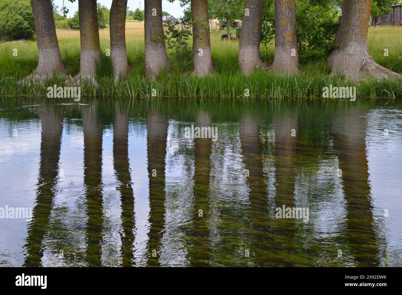 Poplar trees and their reflection on crystal clear water of River Gacka ...
