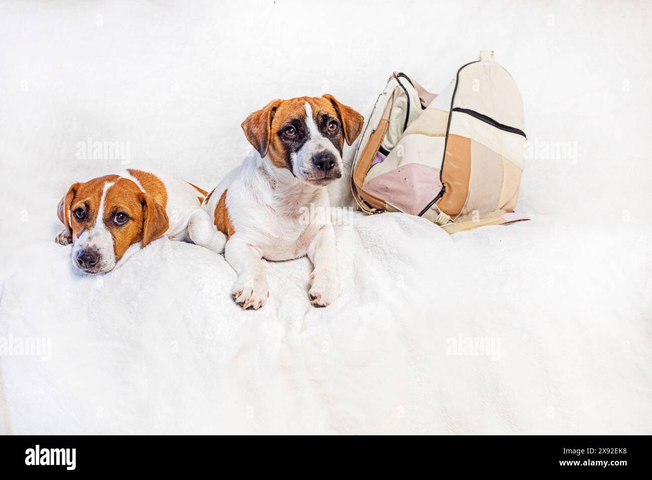beautiful Jack Russell terrier puppies are resting on a white blanket ...