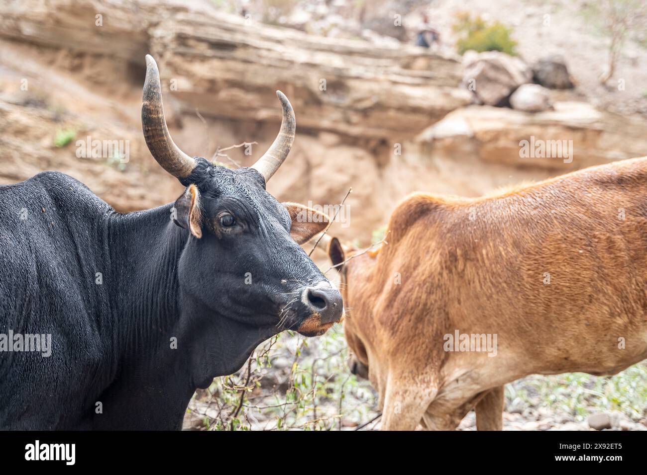 African cows or cattle with long horns in Djibouti Stock Photo - Alamy