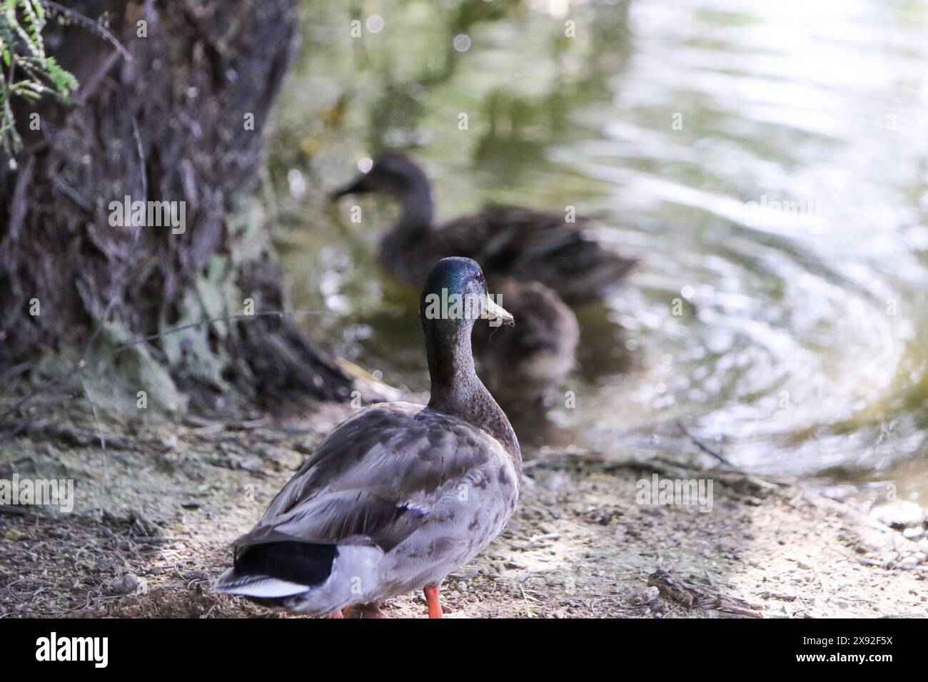 Mallard Ducks at Gilbert Riparian Preserve at Gilbert Riparian Preserve ...