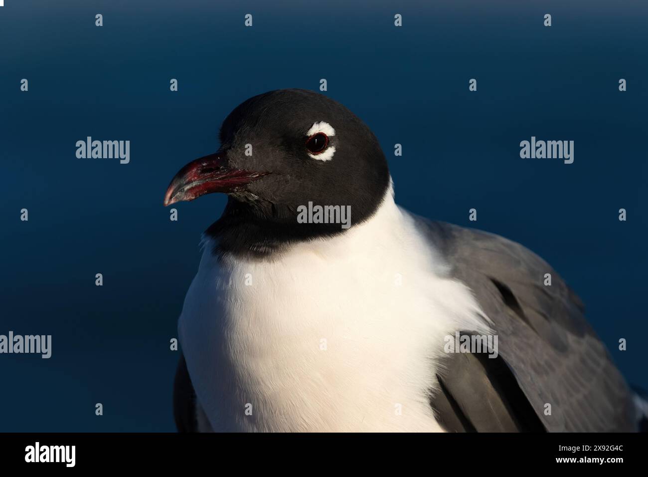 Closeup of Laughing Gull (Leucophaeus atricilla) in Aruba;; breeding ...