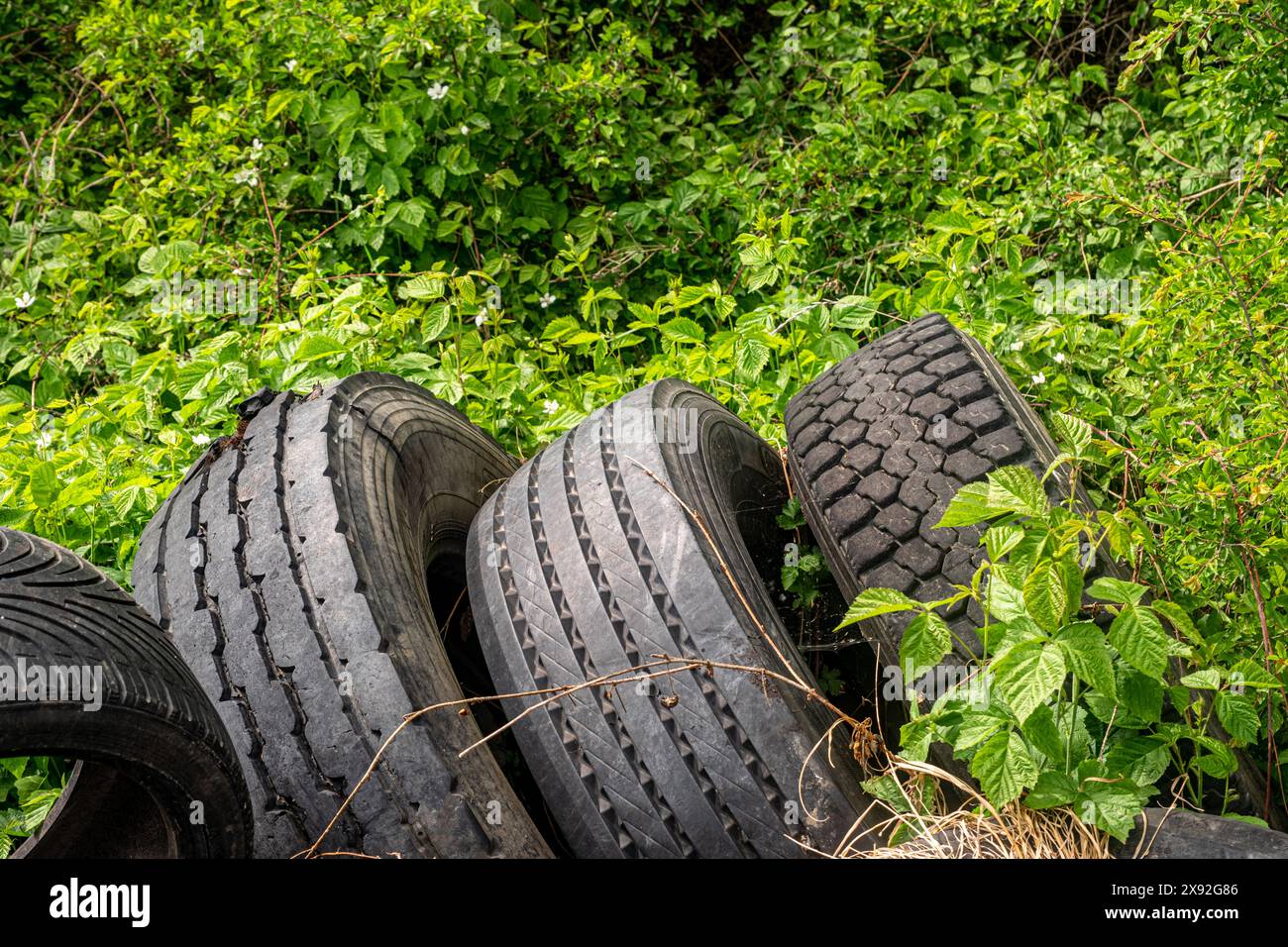 Used car tires thrown into the forest. Environmental pollution concept ...