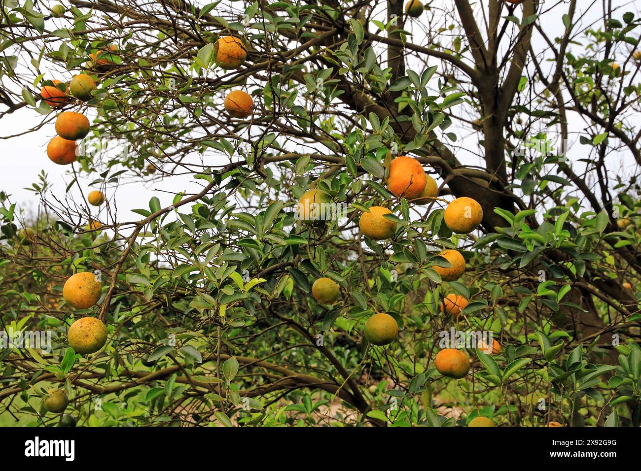 Ripe and unripe oranges on a tree in Florida Stock Photo - Alamy