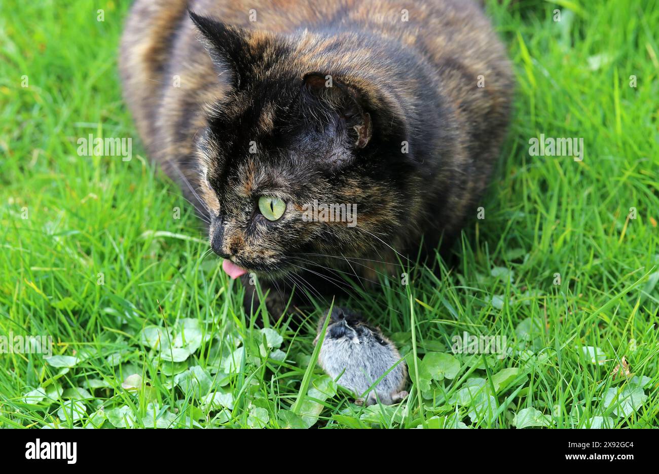 A tortoiseshell cat has caught a mouse and is happy to eat it Stock ...