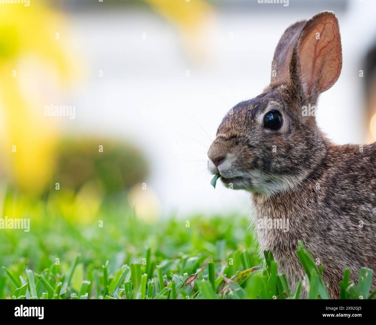 Bunny flop hi-res stock photography and images - Alamy