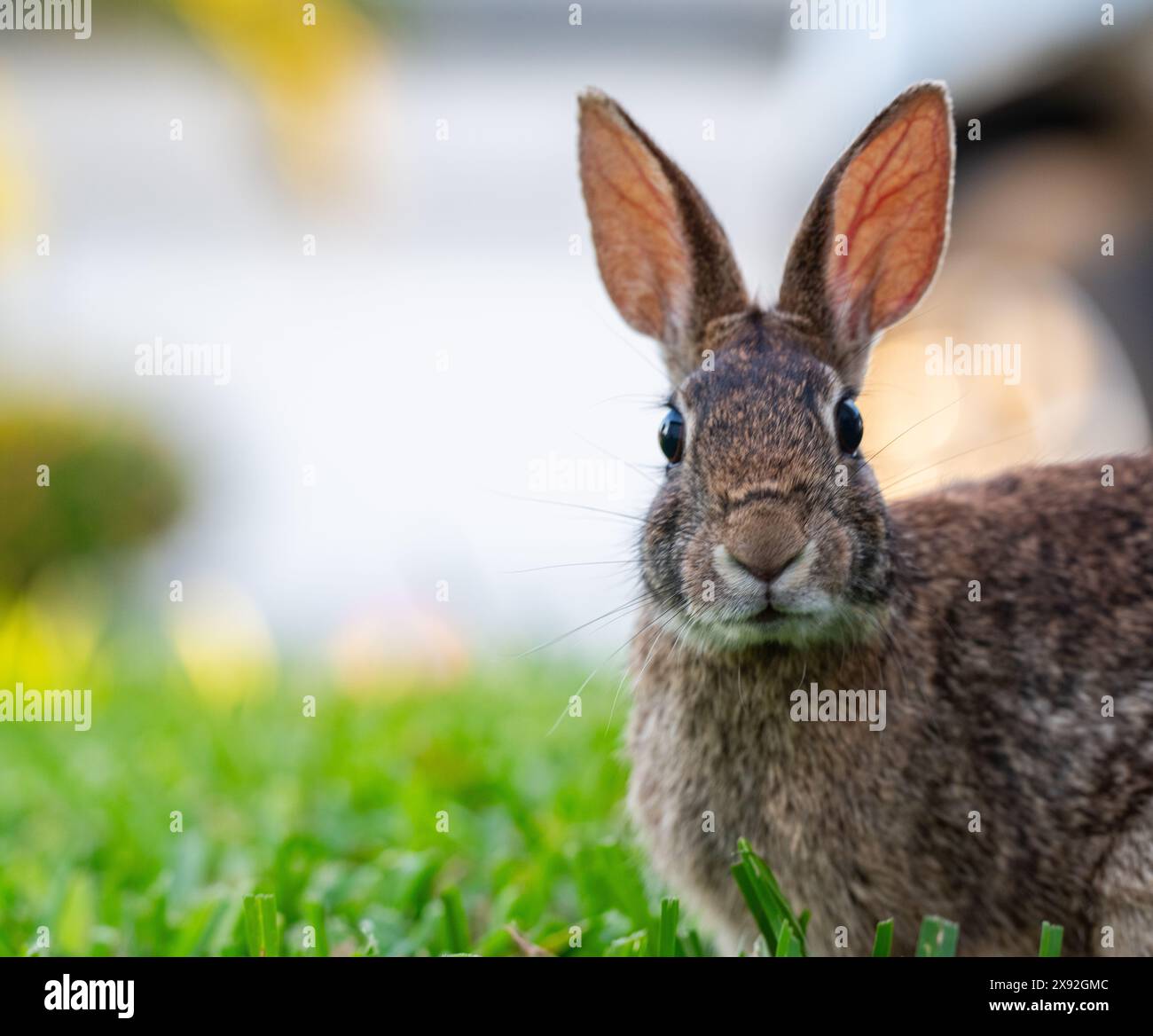 Rabbit bunny flop hi-res stock photography and images - Alamy