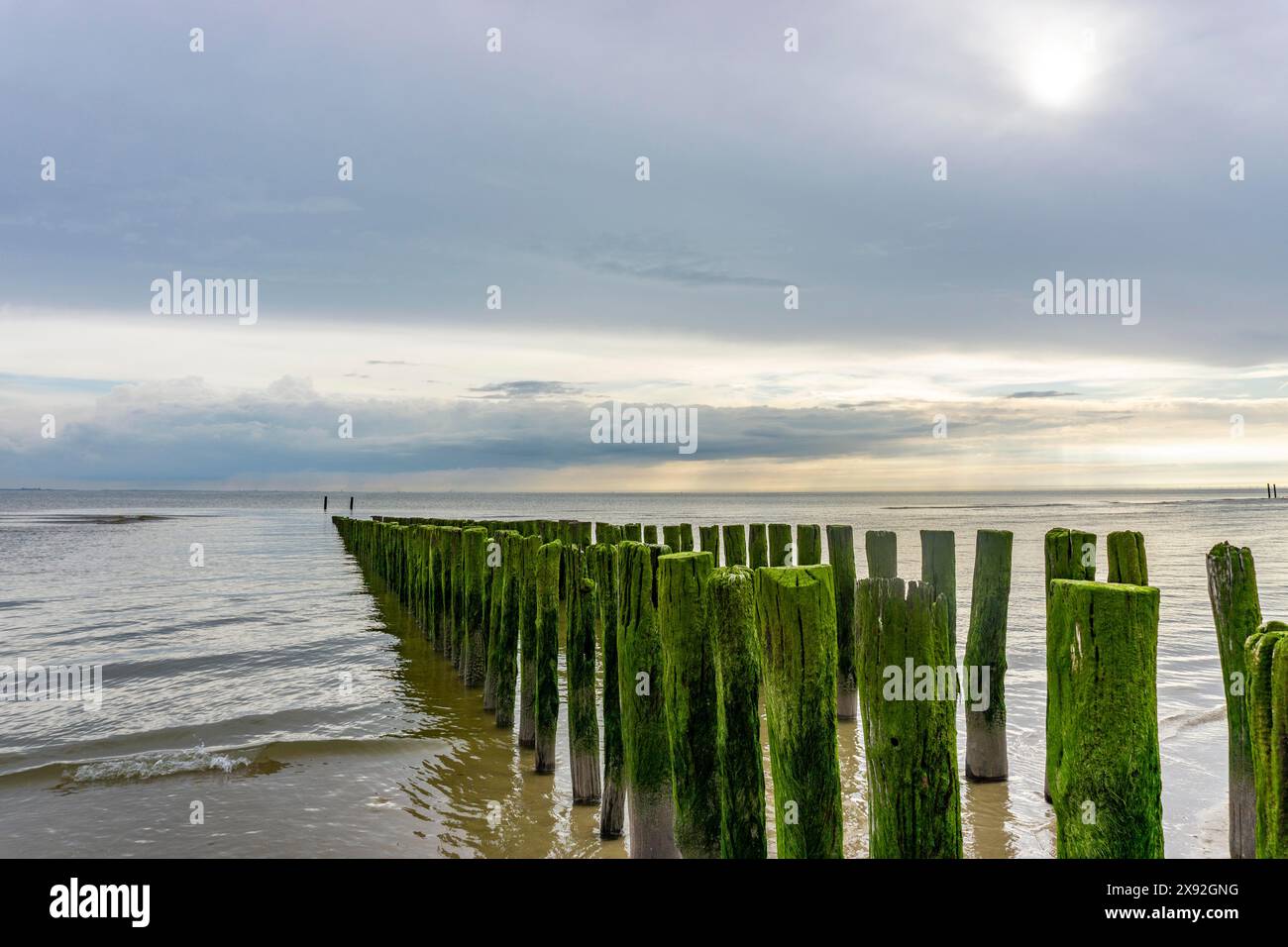 North Sea coast in Zeeland, called Zeeland Riviera, breakwater, made of ...