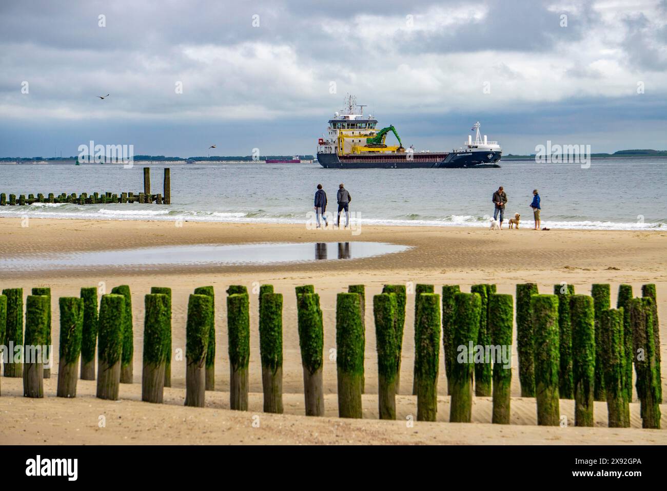 North Sea coast in Zeeland, called Zeeland Riviera, breakwater, made of ...
