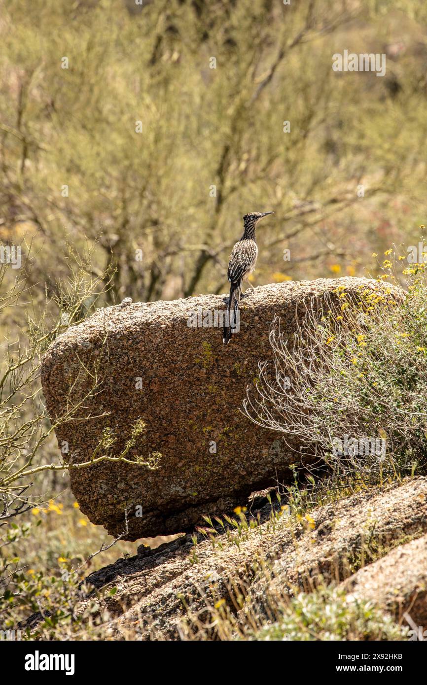 To see on a warm spring day in Arizona, USA. age defying, background ...