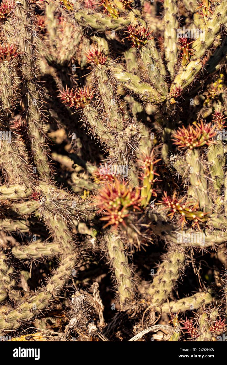 Natural plant close up of Cylindropuntia Versicolor (Buckthorne Cholla ...