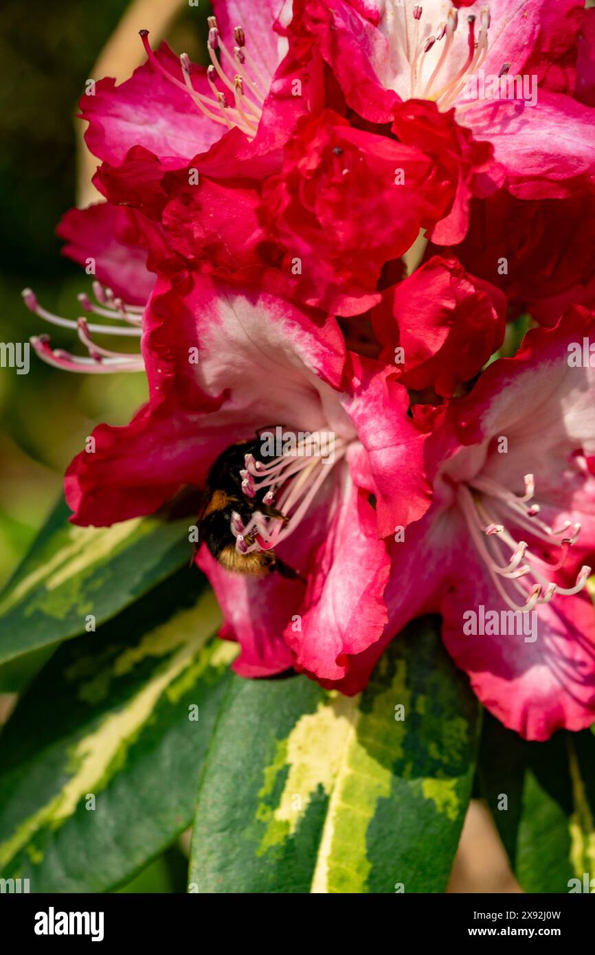 Natural close up flowering plant portrait ofRhododendron 'President ...
