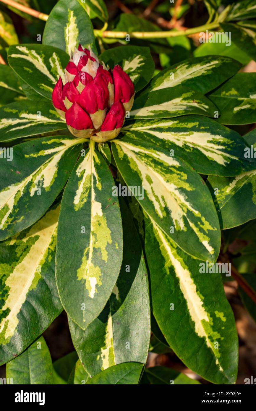 Natural close up flowering plant portrait ofRhododendron 'President ...
