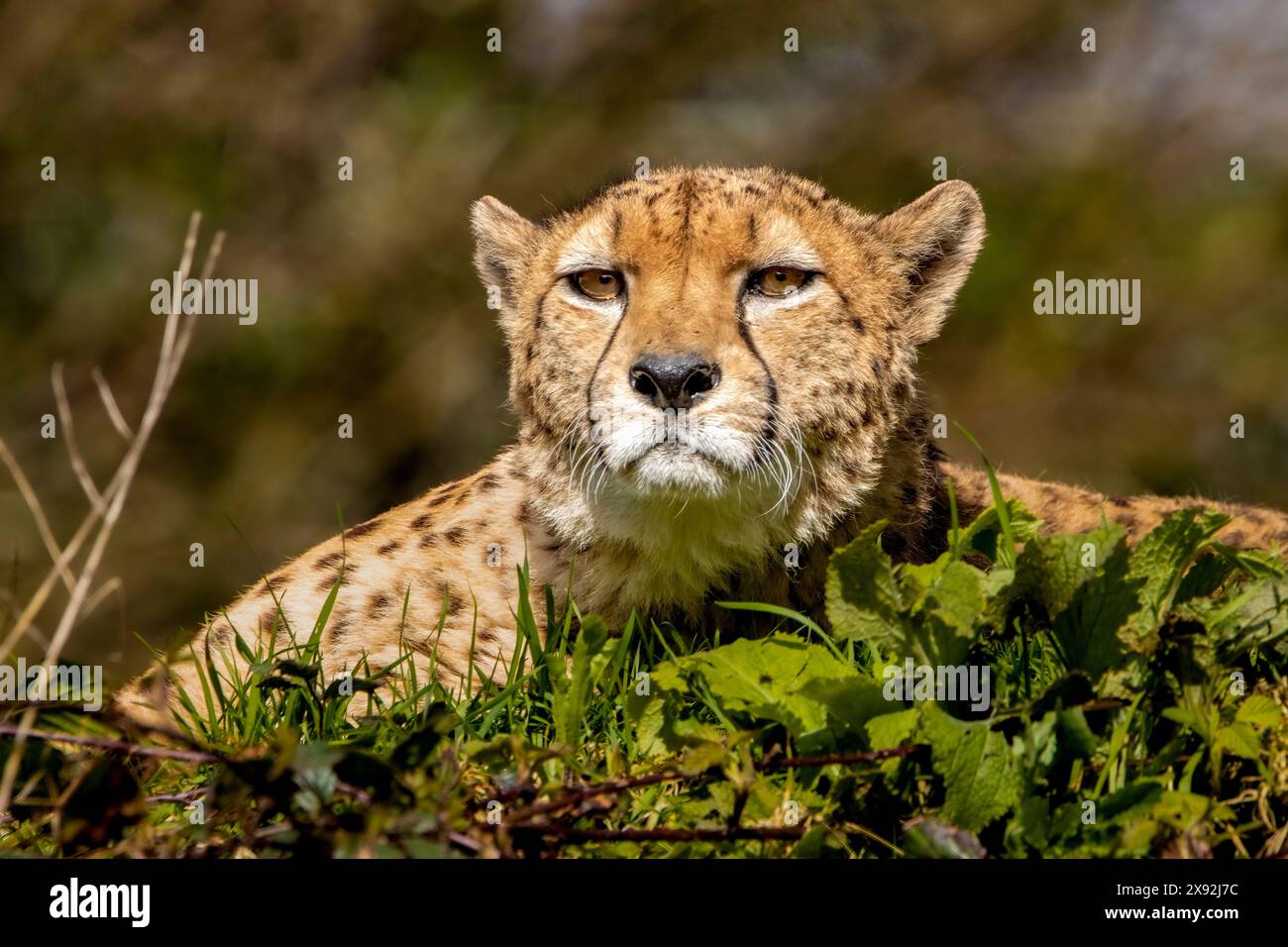 Teardrop markings hi-res stock photography and images - Alamy