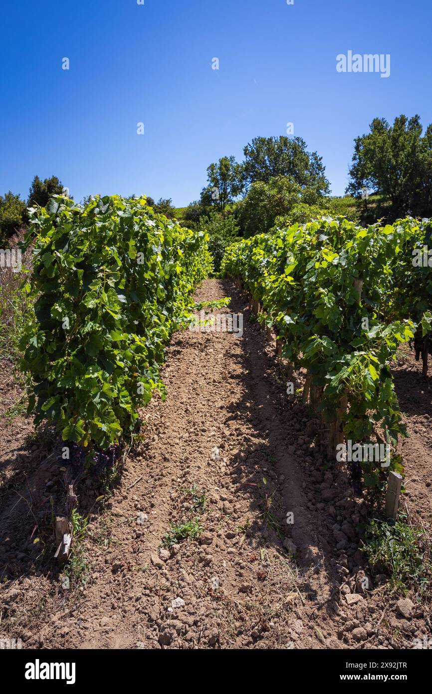 grape harvest, field of grapevines with grapes ready for harvesting ...