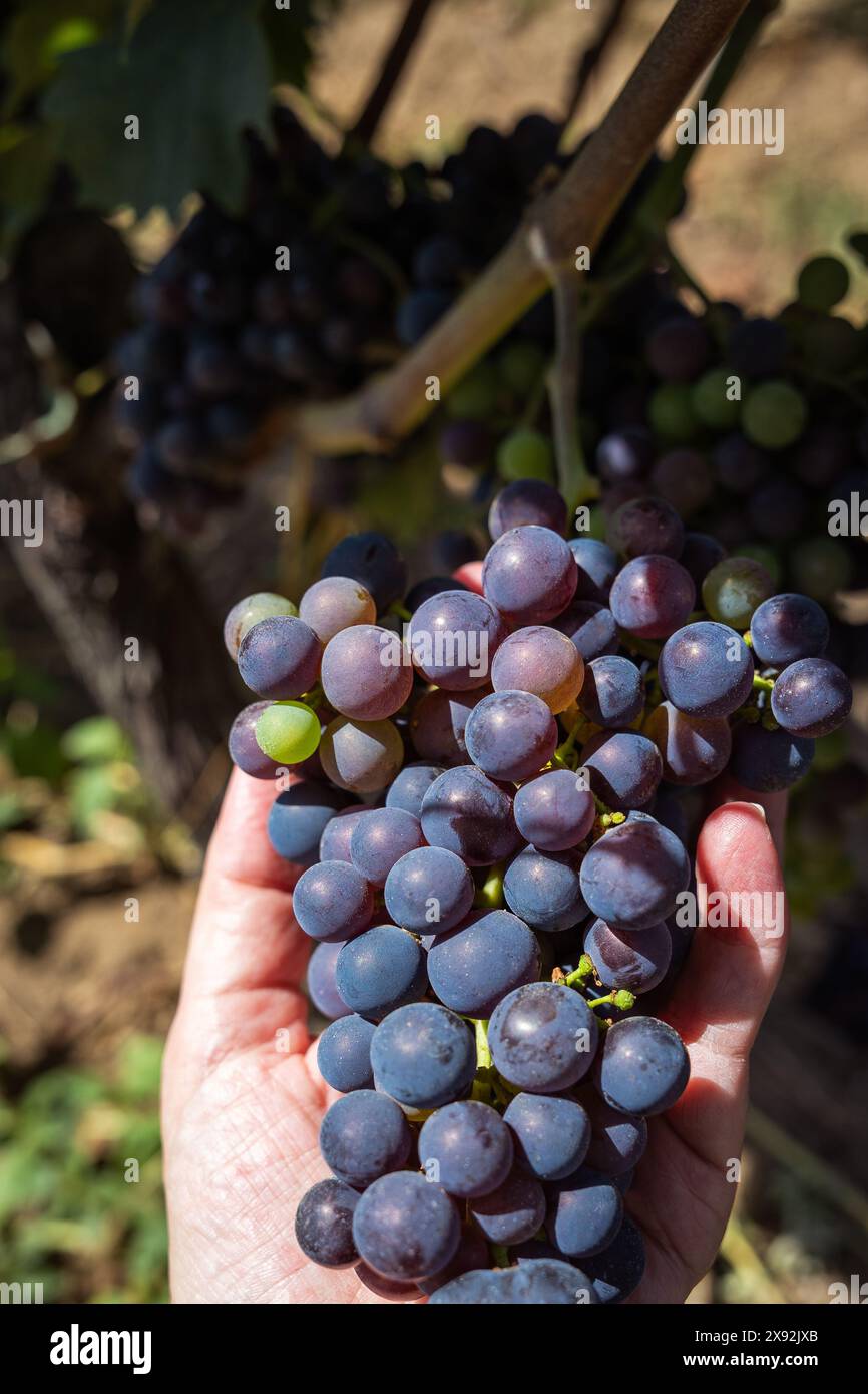 grape harvesting, hand checking the condition of the grapes for ...