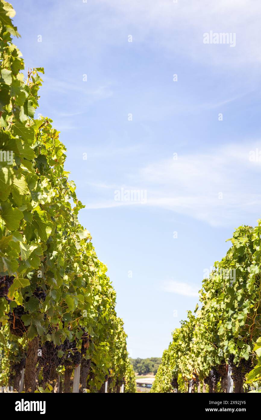 grape harvest, field of grapevines with grapes ready for harvesting ...