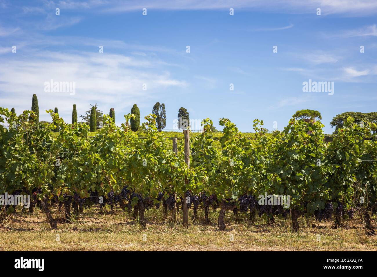 grape harvest, field of grapevines with grapes ready for harvesting ...