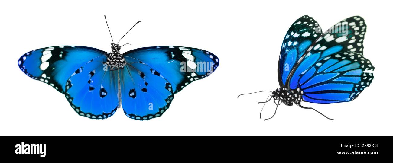 Blue butterflies on white background. Beautiful insect Stock Photo - Alamy